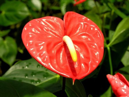 Alani Anthurium Flower - Aloha Hawaiian Flowers